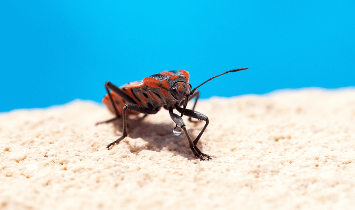 Dealing With Office Bed Bugs and Other Pests - Namely