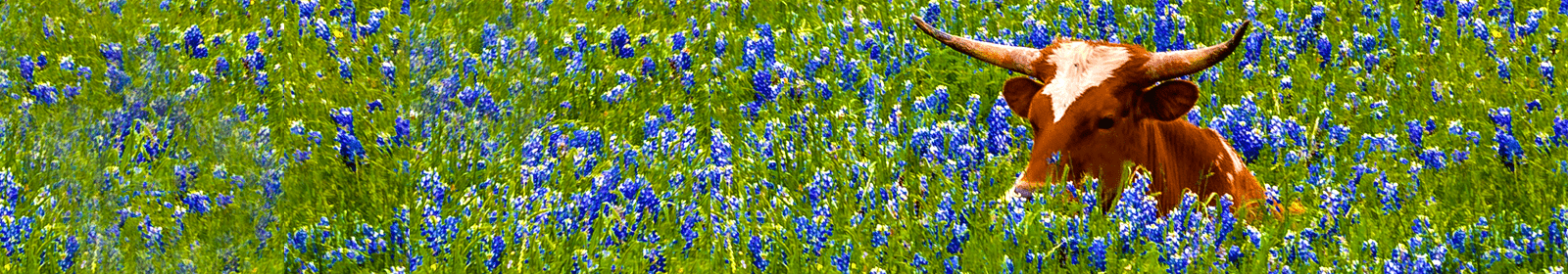 PEO Services in Texas | VensureHR